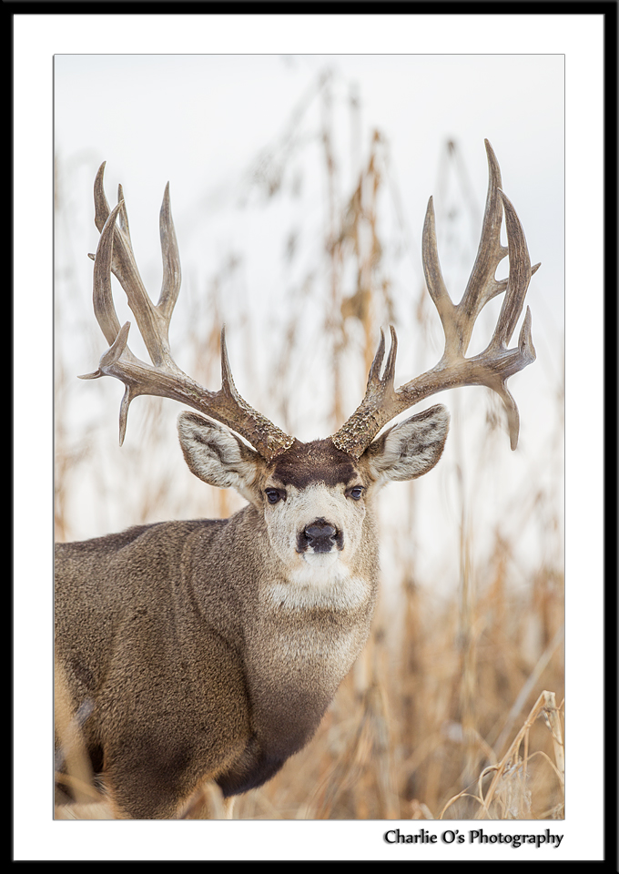 Deer - Wildlife & Landscape Photos: - Charlie O's Photography