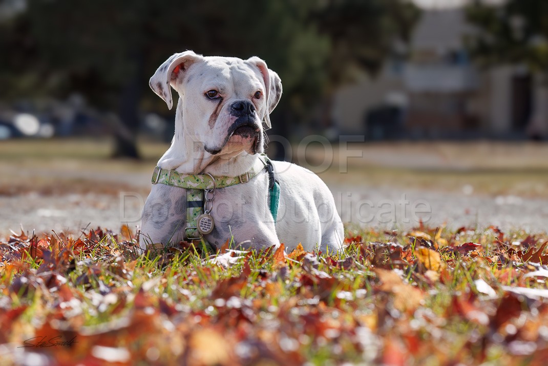 Deaf Dog Play Date 2023 - Action Shots - Charlie O's Photography